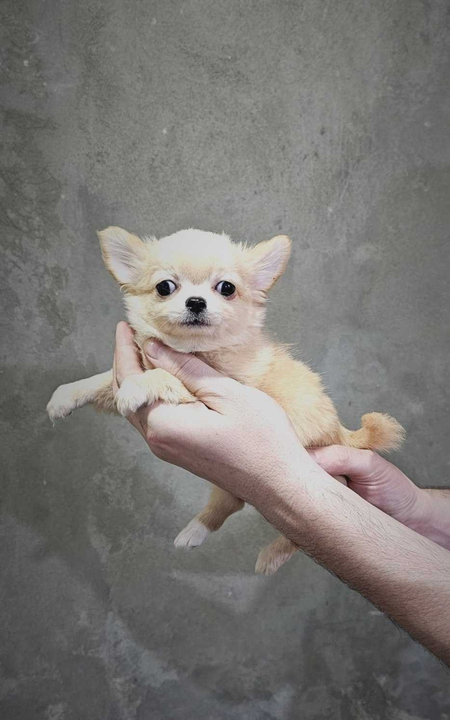 Шикарный мальчик чихуахуа