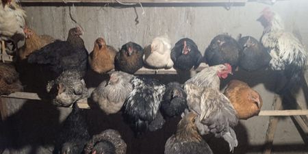 Продаются куры домашние