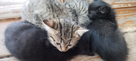 Котята в добрые руки)