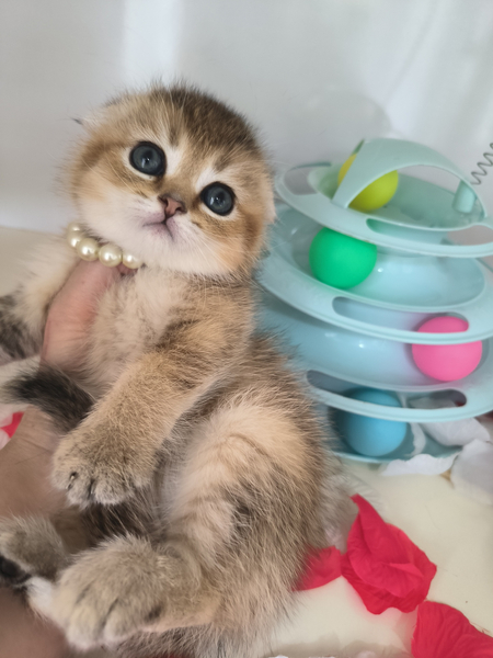 Котята от правильной вязки