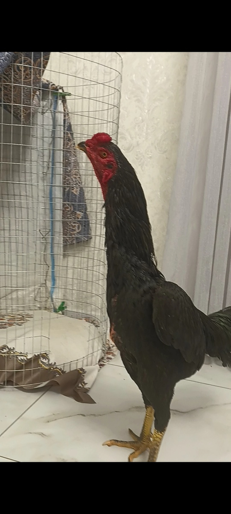 Assalomalekom.Fevrali oxirda chiqan qoni ganoi  joja xozi.4.5 kg
