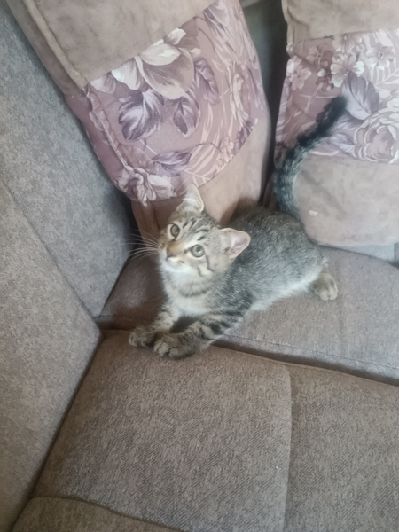 Кошка Mushuk hadiya