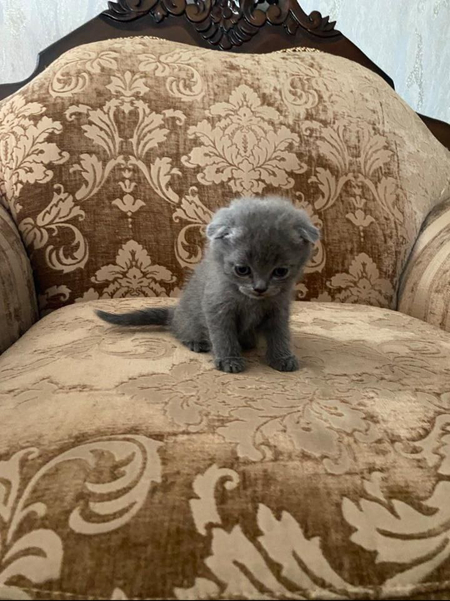 Скотш страй скотш фолд
