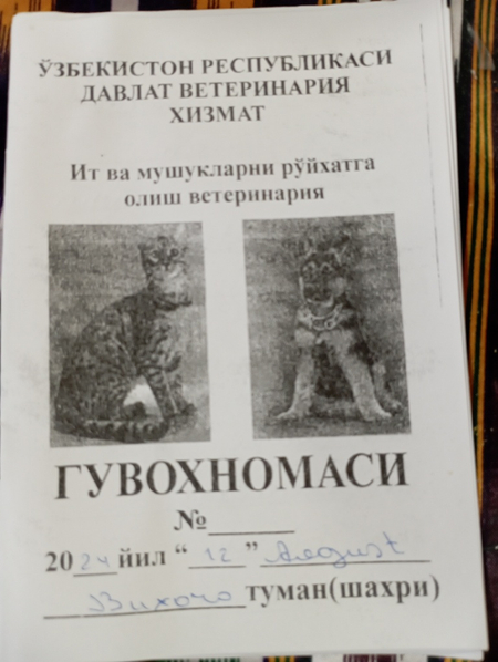 Вислоухий котёнок