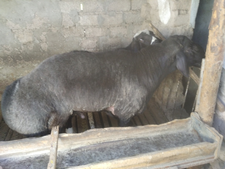 Qõchqor Gigant sotiladi
