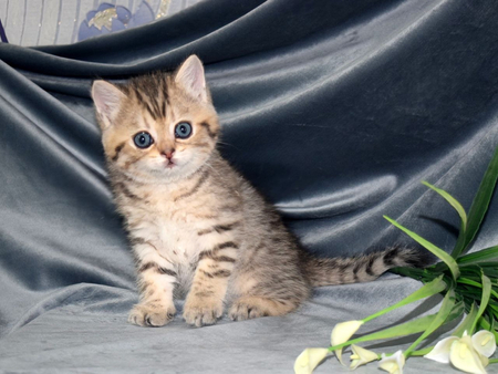 Продаются шикарные котята Скоттиш страйт девочки