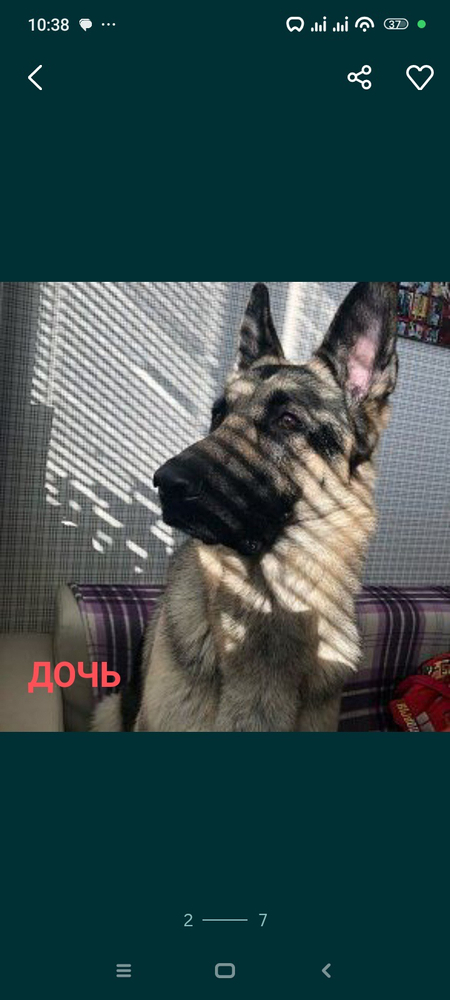 Чистокровный щенок восточно-европейской овчарки  без примеси др пород