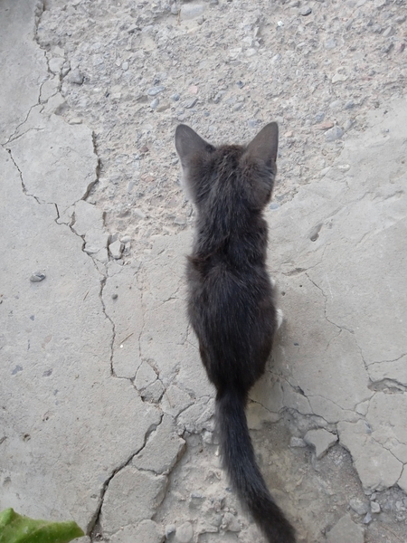 Котенок в хорошие руки