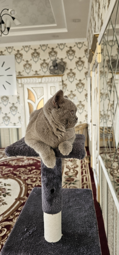 Скотш страйт, 5 ойлик, киз бола, тоза кон.