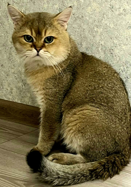 Золотистая шиншила кот на вязку