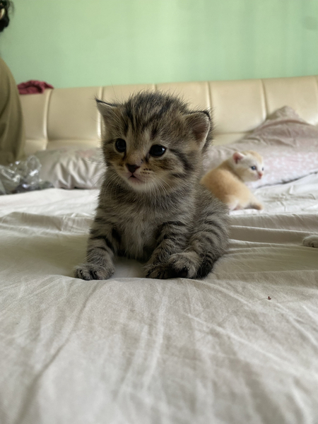 Котята фолдики и страйдики