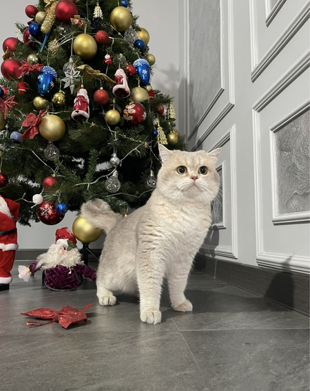 Кот зязка ( не продается )