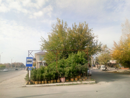 Xar xil turdagi kôchatlar archa va gular