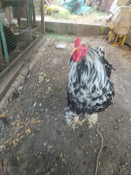 xoroz sotiladi mramir