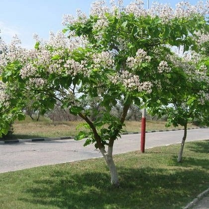 Manzarali Gul Daraxtlar