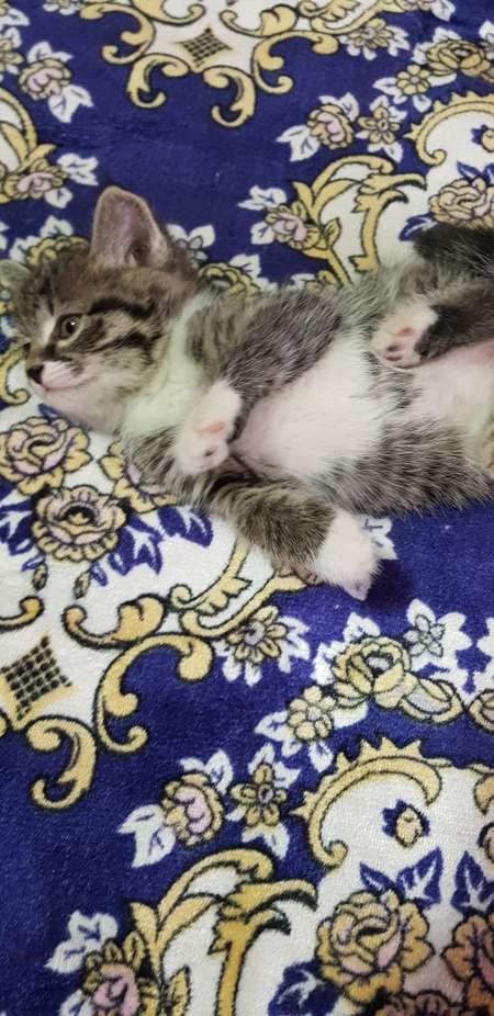 Мушук боласи скотиш фольд +