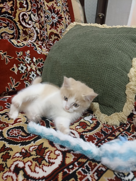 Котята 1.5 месячные домашние  в хорошие н