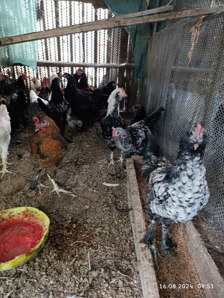 Продам домашних петухов
