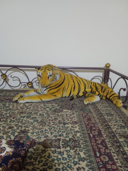 Tigr sotiladi arzon