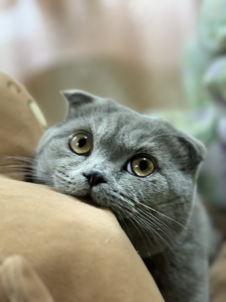 Кот шотландский вислоухий на вязку