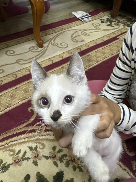 Котенок породистый сдаем в хорошие руки с лотком и с игрушками активна