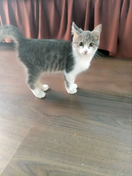 Продается Котёнок