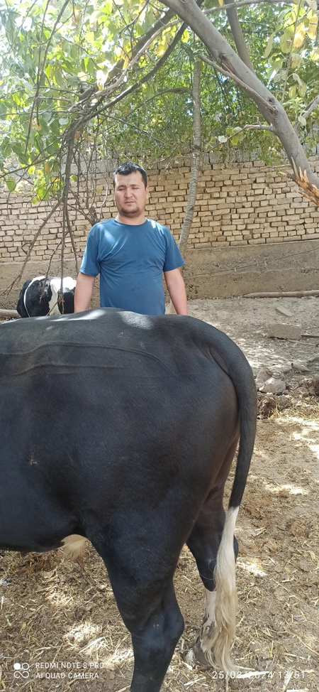 Buqalar sotiladi