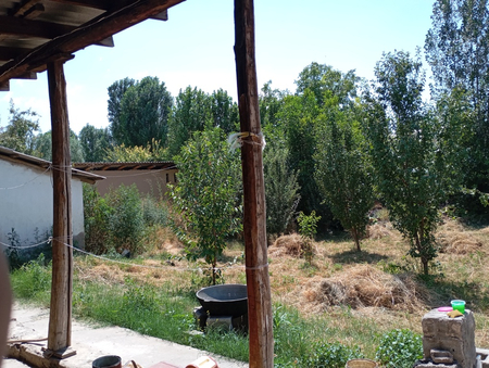 Uchastka bor 8 sotix  Yangiyolda