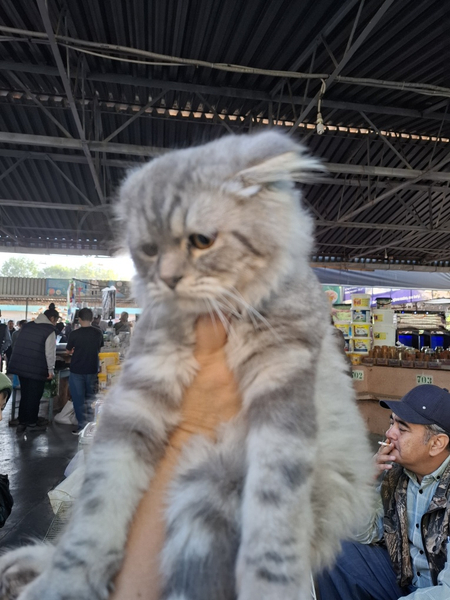 Срочно продам котенка шотландский вислоухий