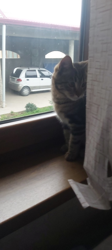 Mushuk 11 oylik sotiladi, kelishamz