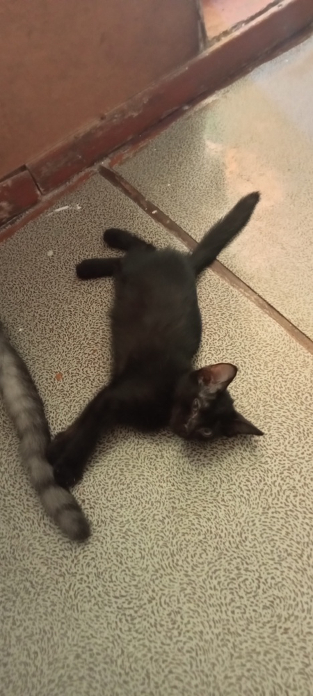Продается котенок, британец отец,мать Кхао Мани!!