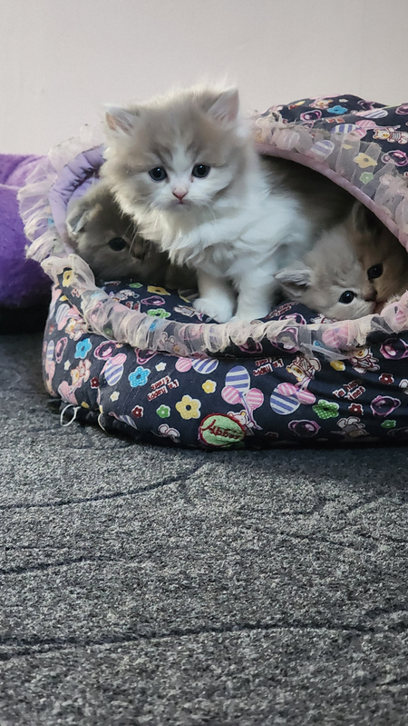 СКОТТИШ Страйт Хайланд