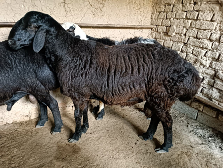 Qoʻy Sotiladi 50kg/53kg