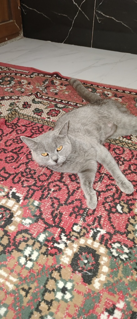 Породистая британская кошка с 6 котятами(котята смешанной породы)