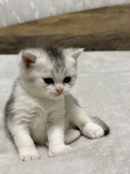 Породистые котята, порода Шиншилла