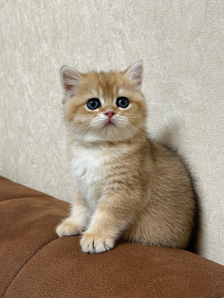 Продаю породистого котенка