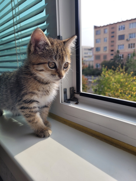 Мушук сотилади зотор