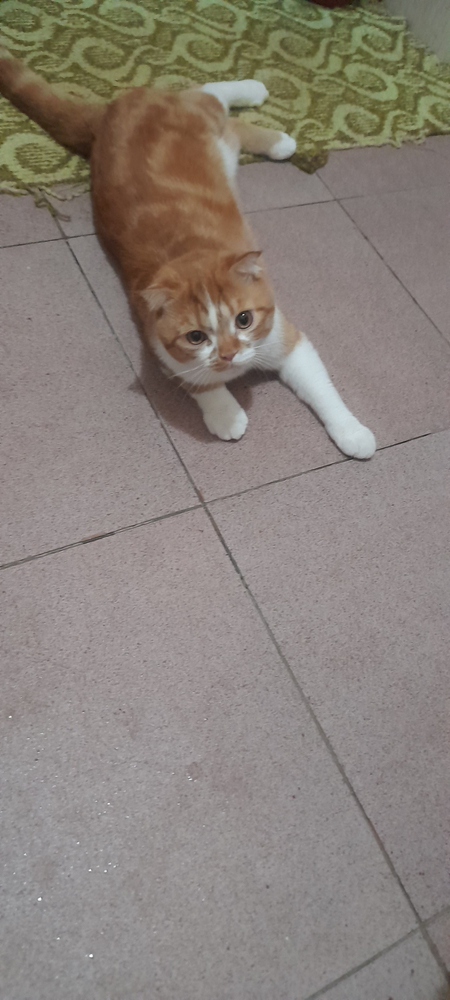 Продам кота скоттиш фолд 10 месяцев