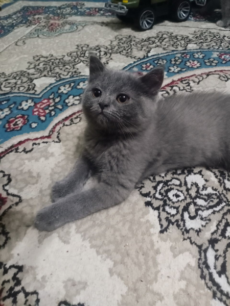 Скоттиш страйт продаются