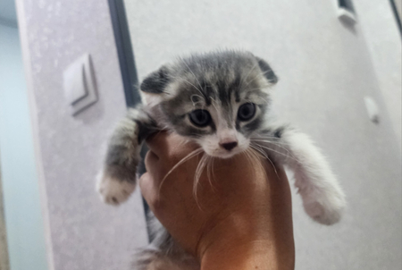 Продаётся Котёнок Скотч.