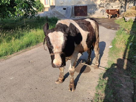 buqa buqalar buqacha