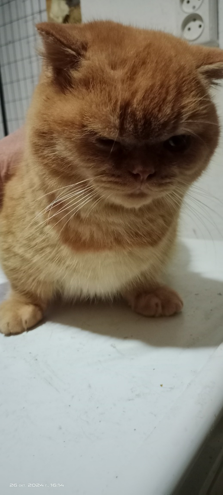 Продаются котята