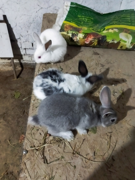 Quyon bollari babochka