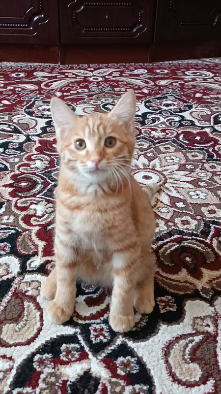 Mushuk qiz bola 1 yoshdan oshgan