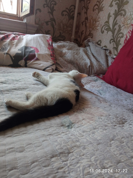 Котенок даром в хорошие и добрые руки