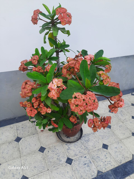 Malachay (ona mehri) guli