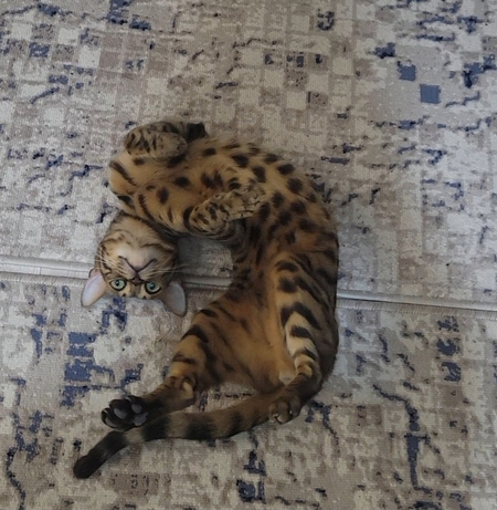 Bengalski mushuk