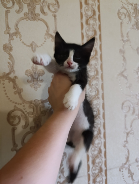 Отдам котенка в добрые руки