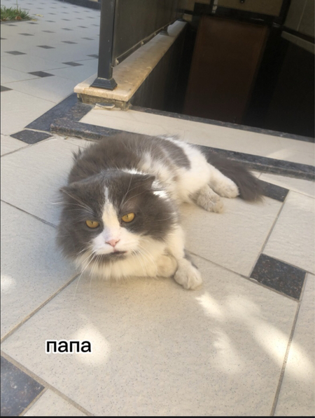 Скоттиш фолд
