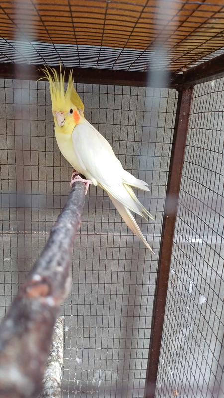 limon korella, kotta liniya